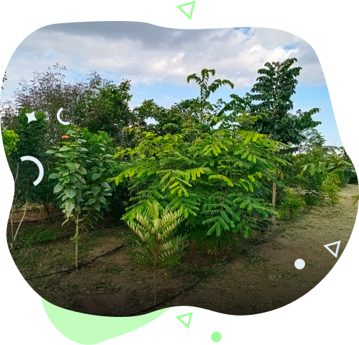 Vilankurichi plantation - Siruthuli