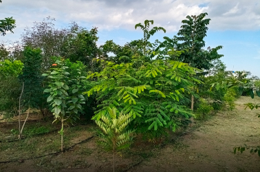 Vilankurichi plantation - Siruthuli